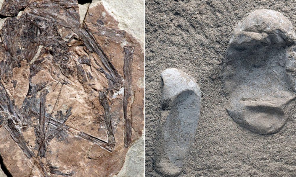 Researchers Discover Hundreds of Pterosaur Eggs Preserved in Three ...