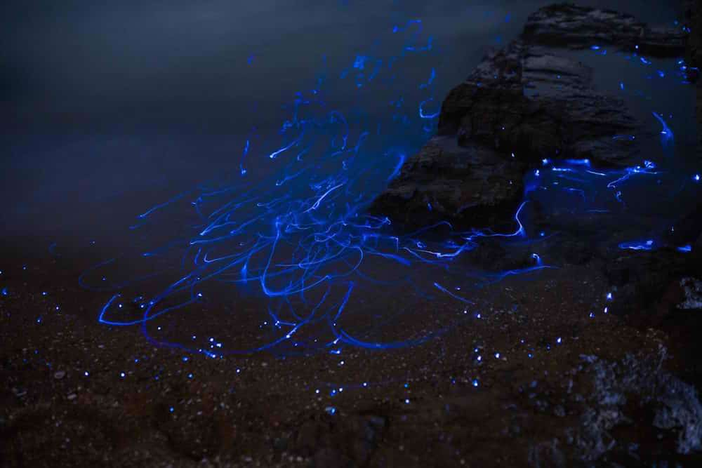 Bio-Luminescent Shrimp Makes These Rocks in Japan Look Like They Are ...