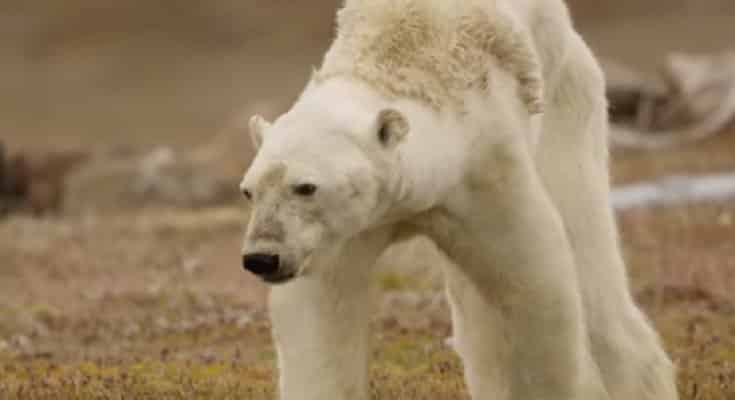 Heartbreaking Video Shows A Starving Polar Bear Clinging To Life On Ice ...